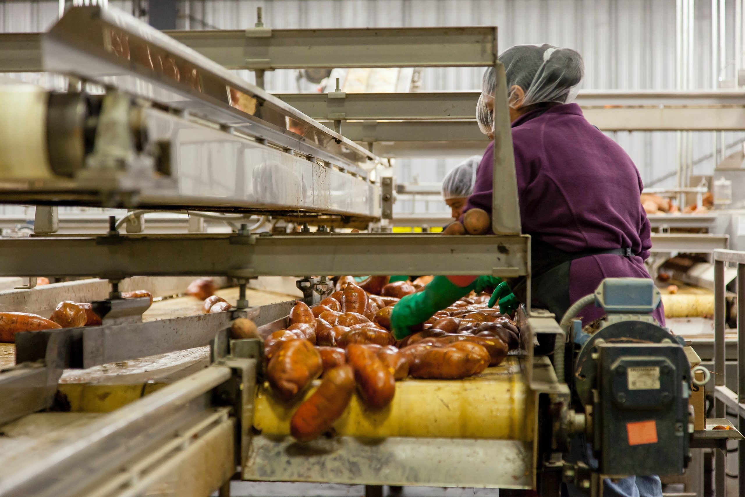 What is GMP? Essential Food Safety | Certainty